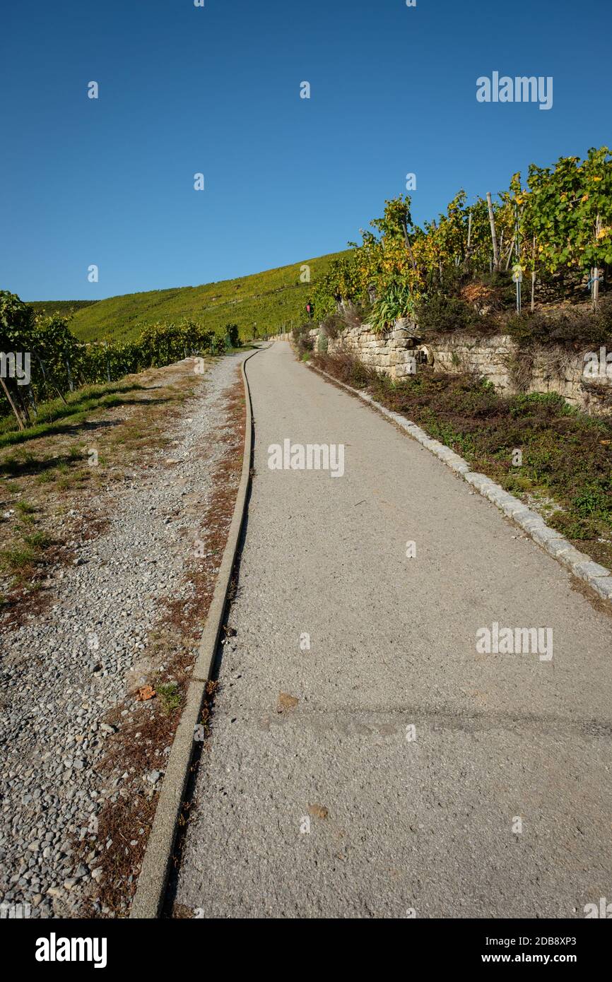 Road in a vineyard with grapevines in vertical format Stock Photo - Alamy