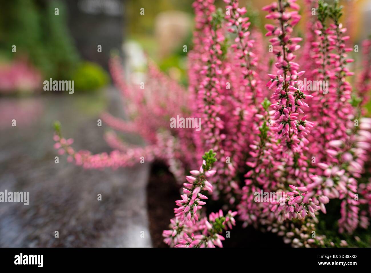 Calluna flowers hi-res stock photography and images - Alamy