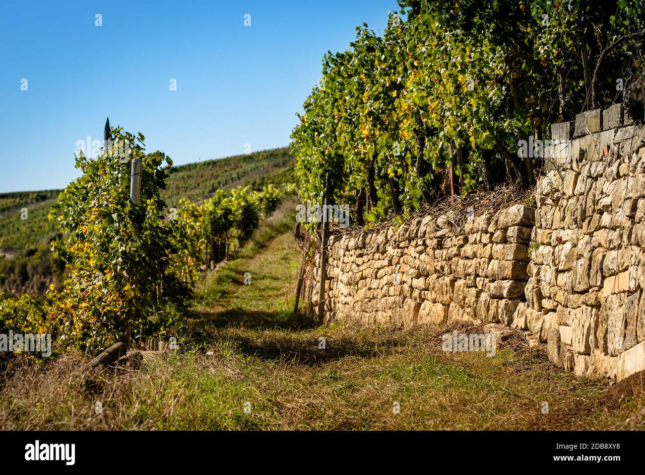 Stone wall in vineyard with grapevines Stock Photo - Alamy