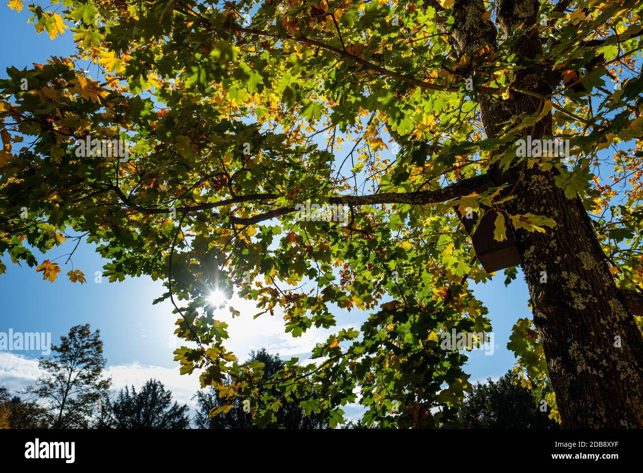 Maple tree in autumn with sun star in back lit Stock Photo - Alamy