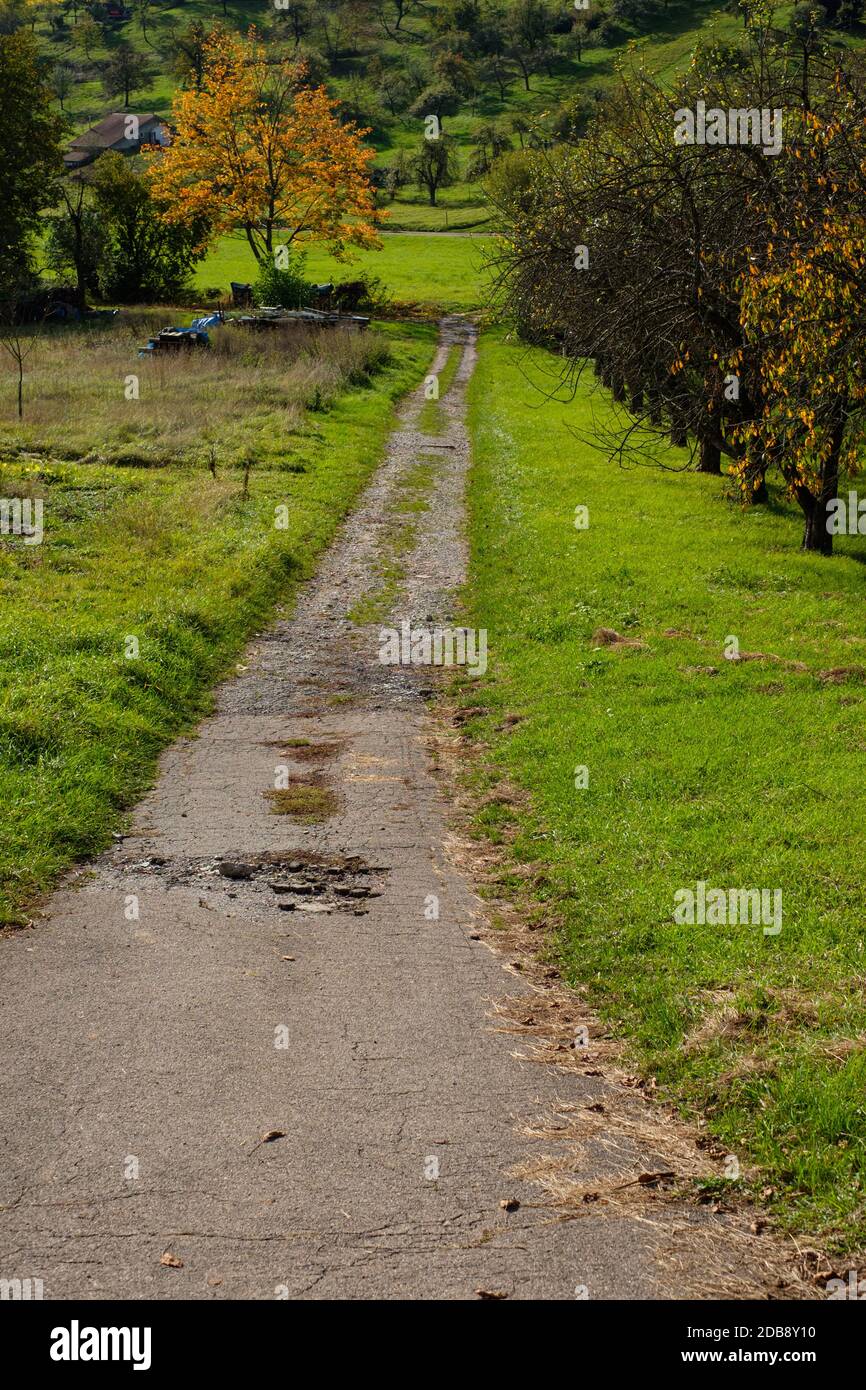 Field path with trees in autumn vertical format Stock Photo - Alamy