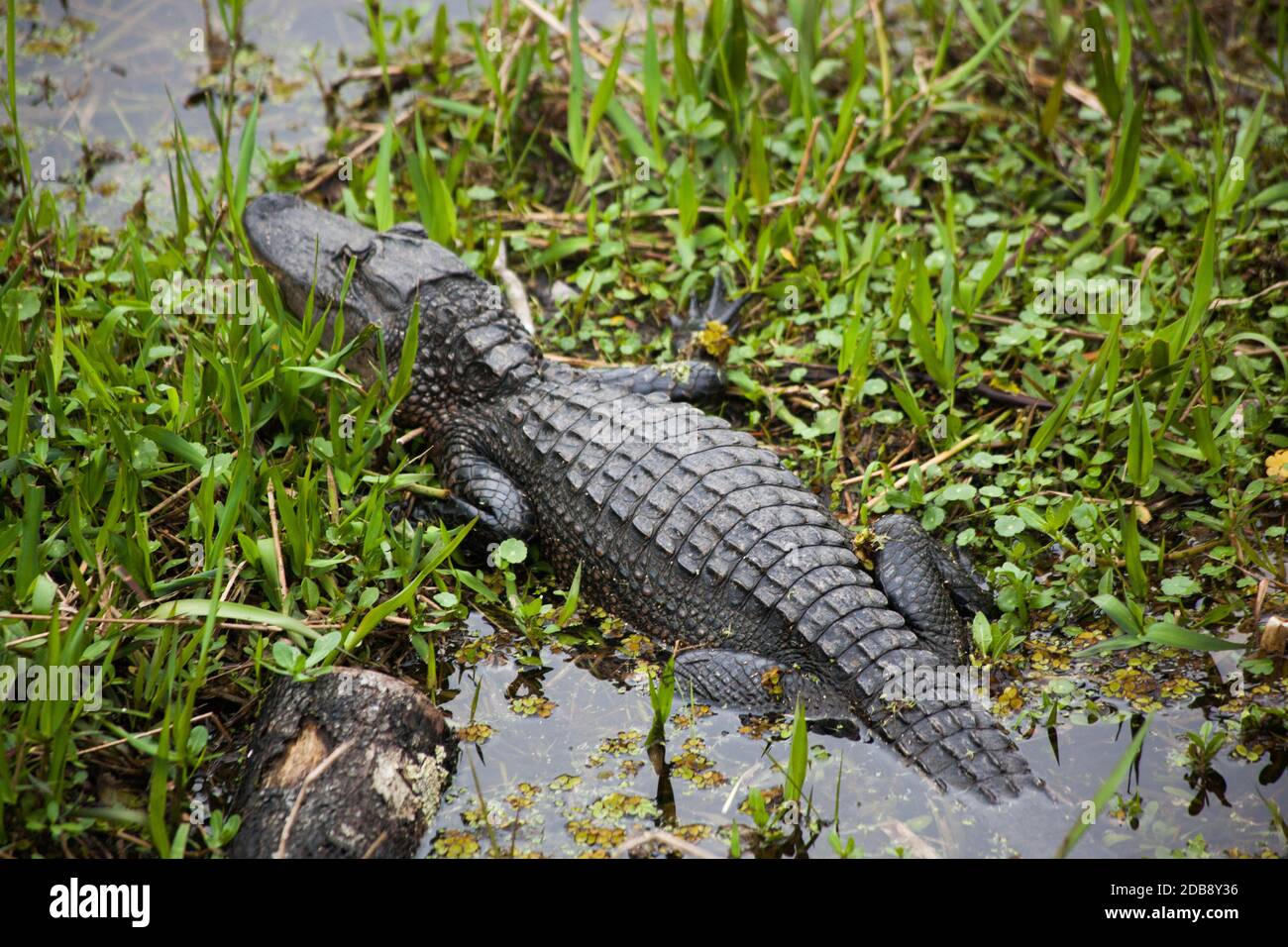 Alligator in swamp water Stock Photo - Alamy