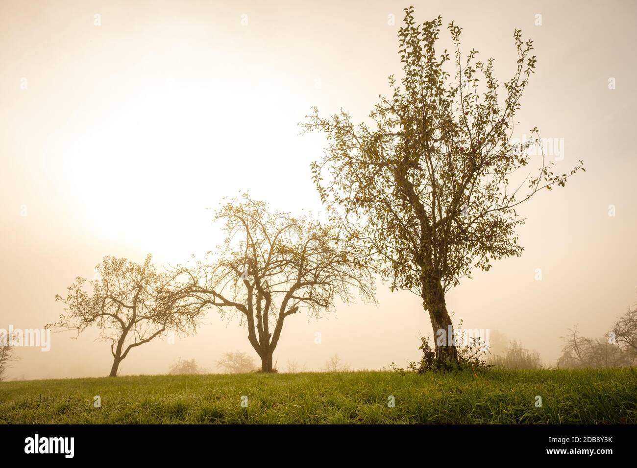 Fruit trees in fog of morning back lit Stock Photo - Alamy