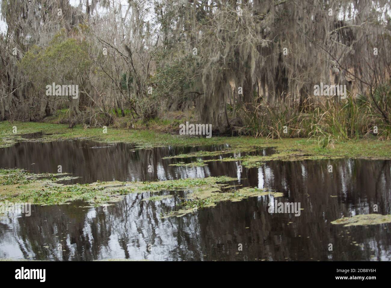 A Southern Swamp with trees and Spanish Moss Stock Photo - Alamy