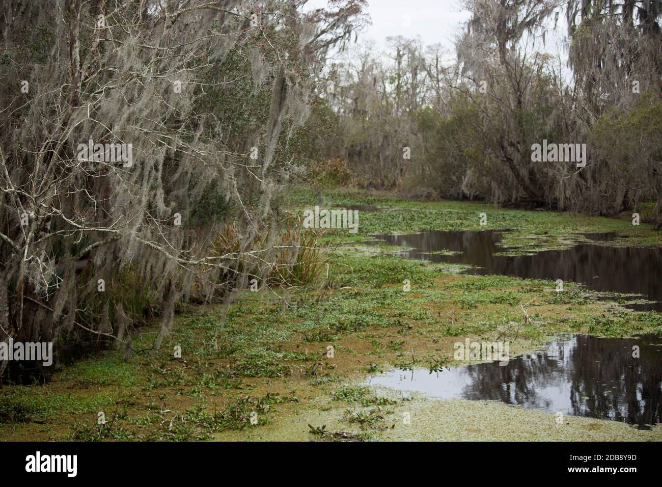 A Southern Swamp with trees and Spanish Moss Stock Photo - Alamy
