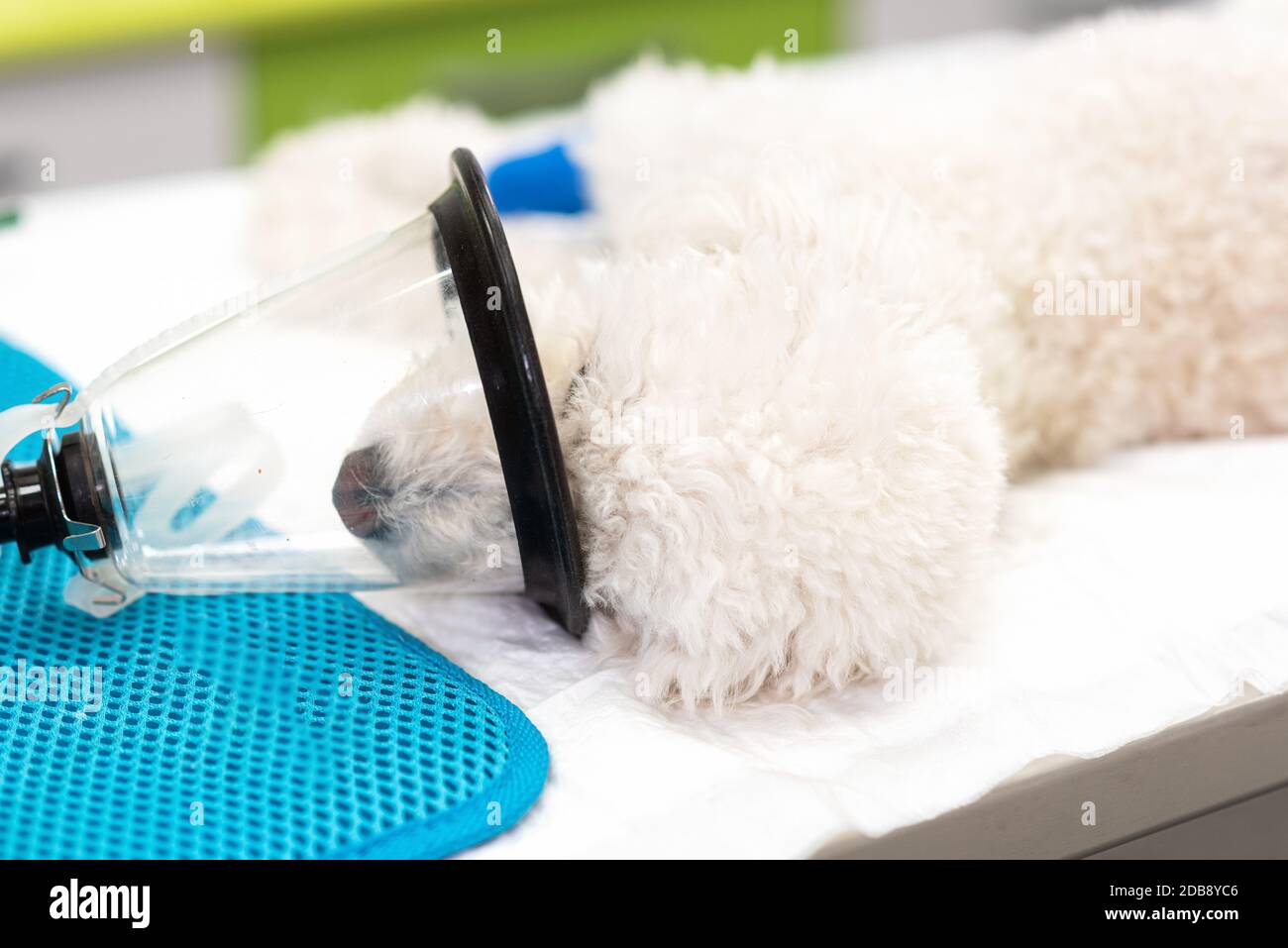 Preoxygenation in a sedated white poodle with a mask prior to ...