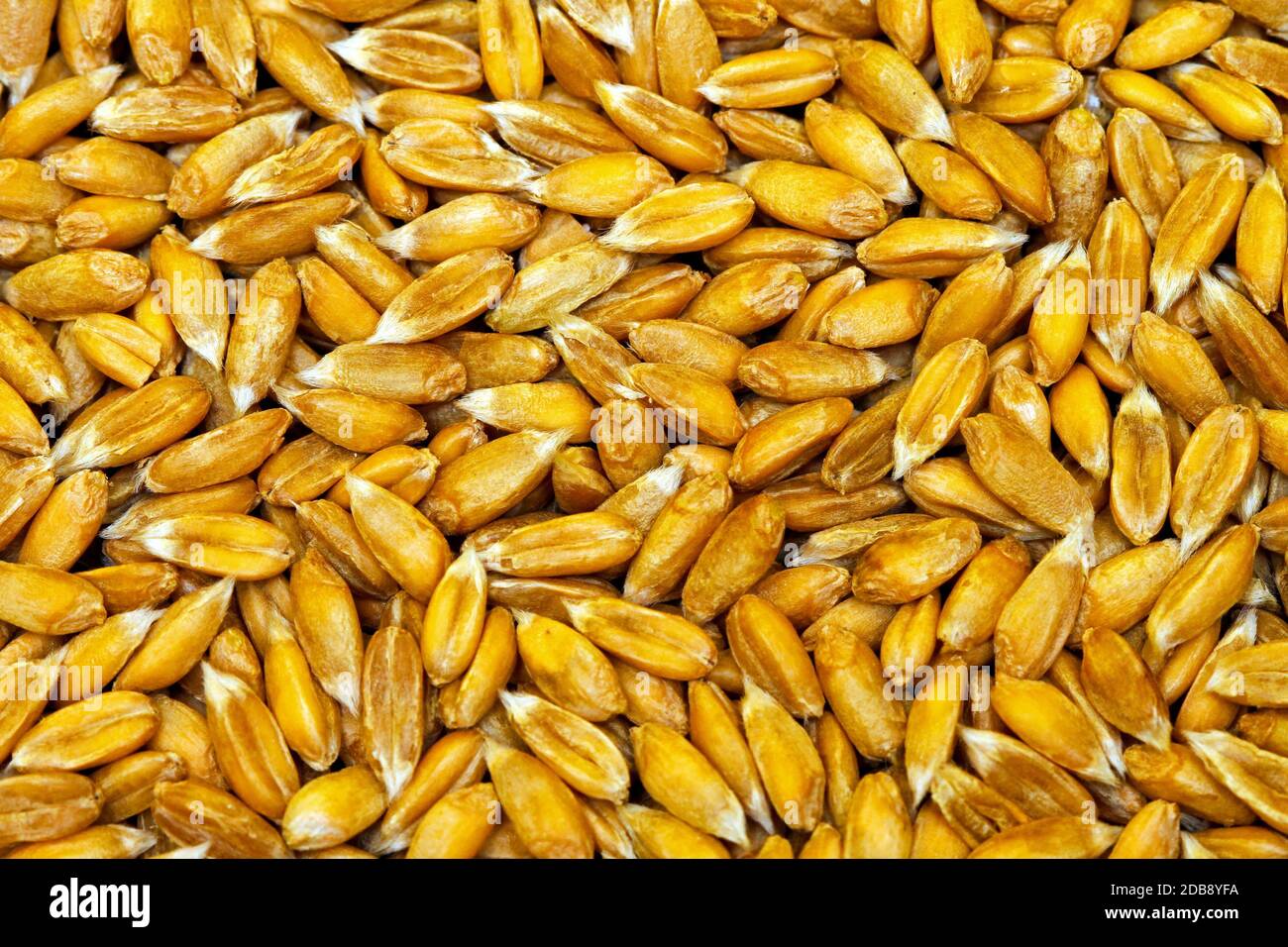 Bunch of natural organic whole wheat grain Stock Photo - Alamy