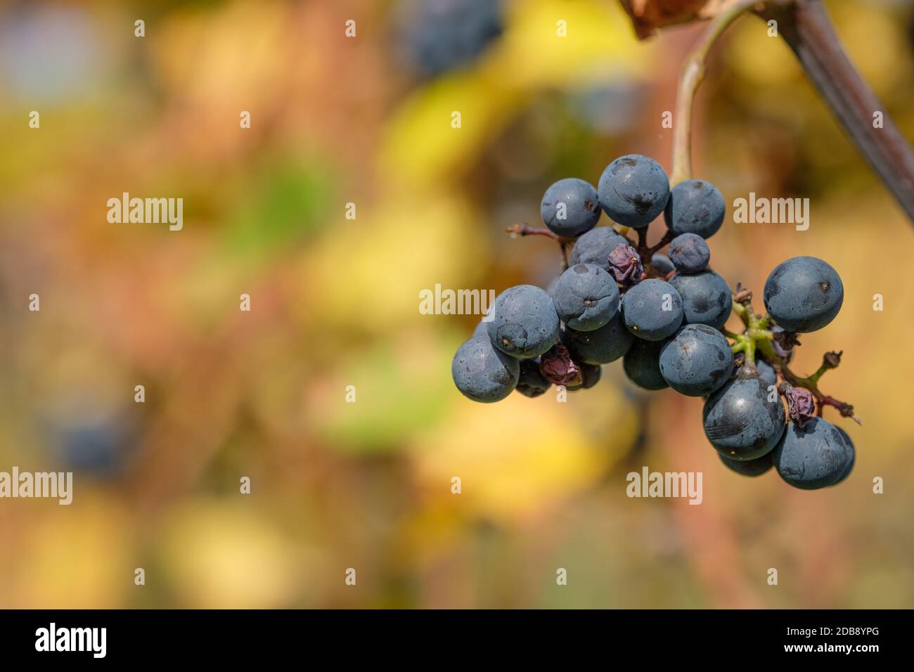 Blue grapevine pinot noir hi-res stock photography and images - Alamy