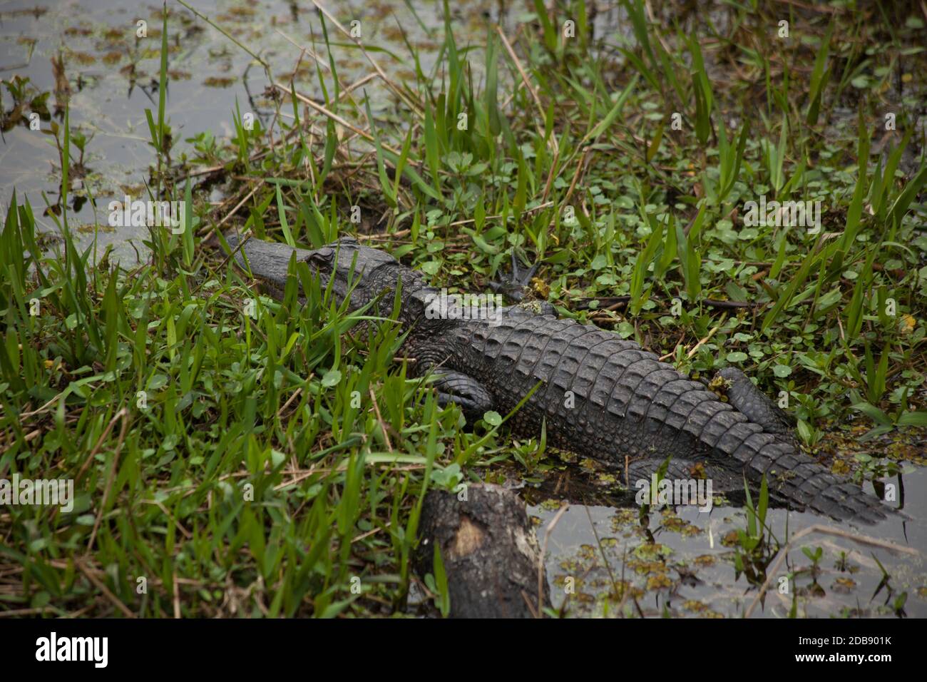 Alligator in swamp water Stock Photo - Alamy