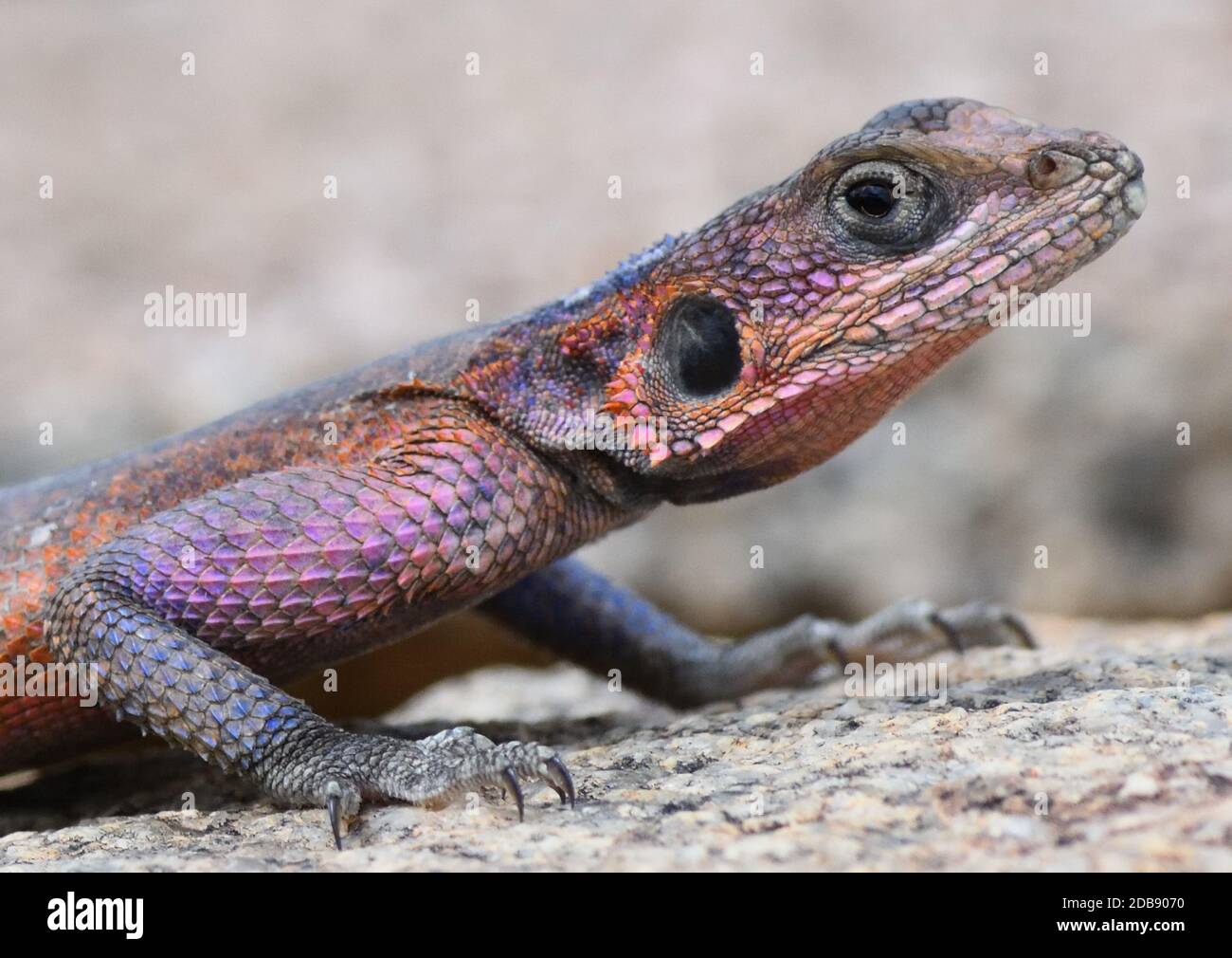 Serengeti lizard hi-res stock photography and images - Alamy
