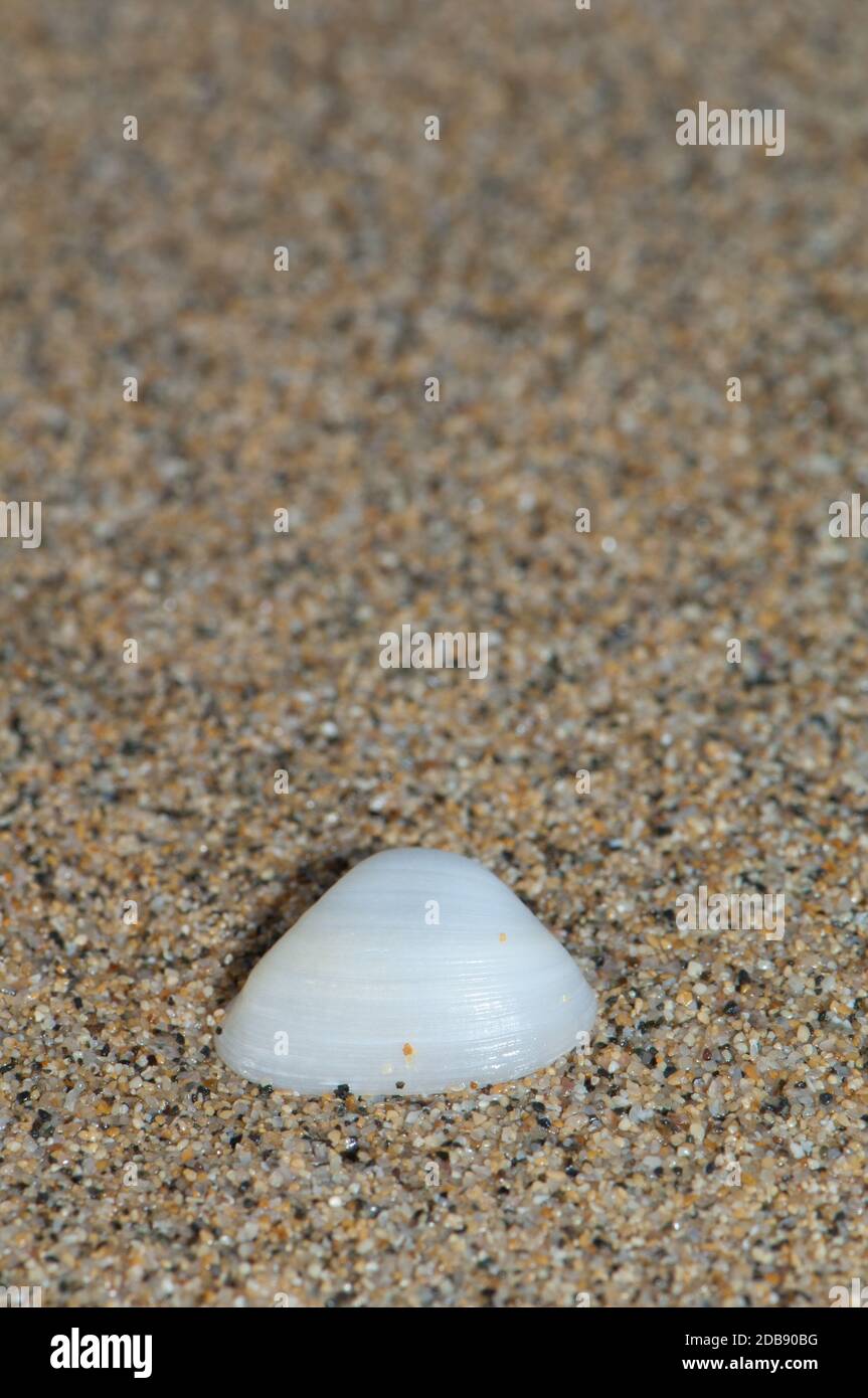 Shell of bivalve wash up on shore. Cofete. Jandia Natural Park ...