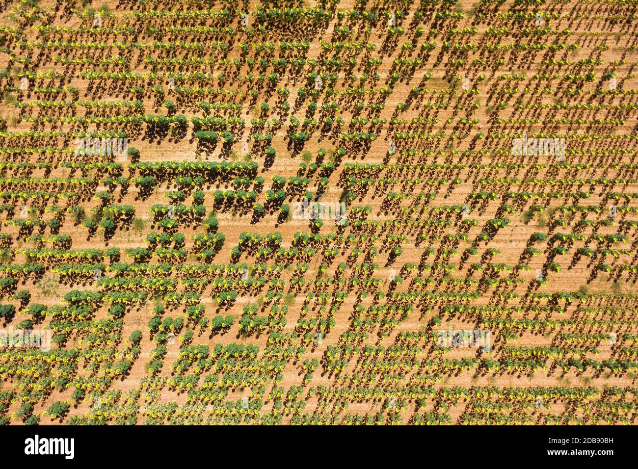 Aerial view of beautiful sunflower field Stock Photo - Alamy