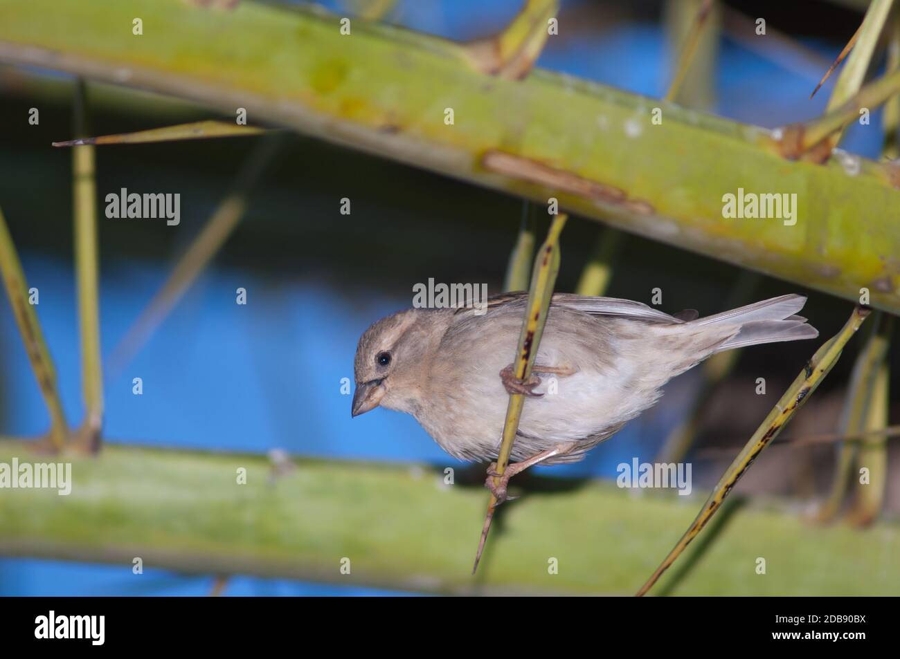Female Spanish sparrow Passer hispaniolensis on a Canary Island date ...