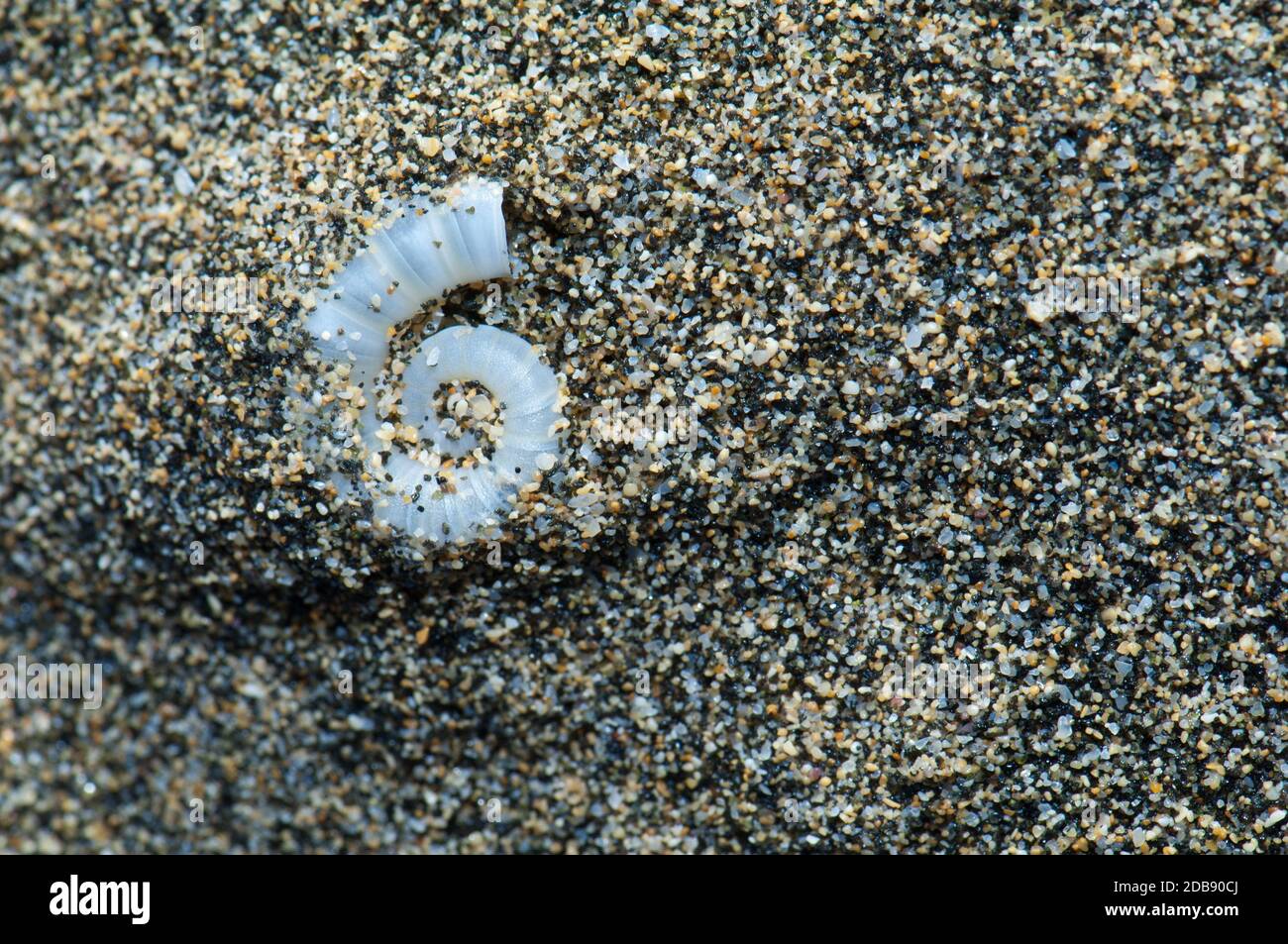 Internal shell of spirula Spirula spirula in the beach of Cofete ...