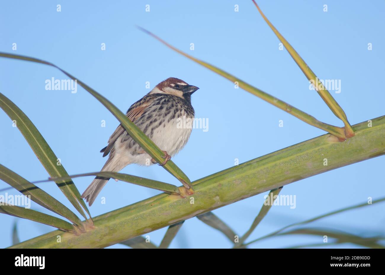 Male Spanish sparrow Passer hispaniolensis on a Canary Island date palm ...
