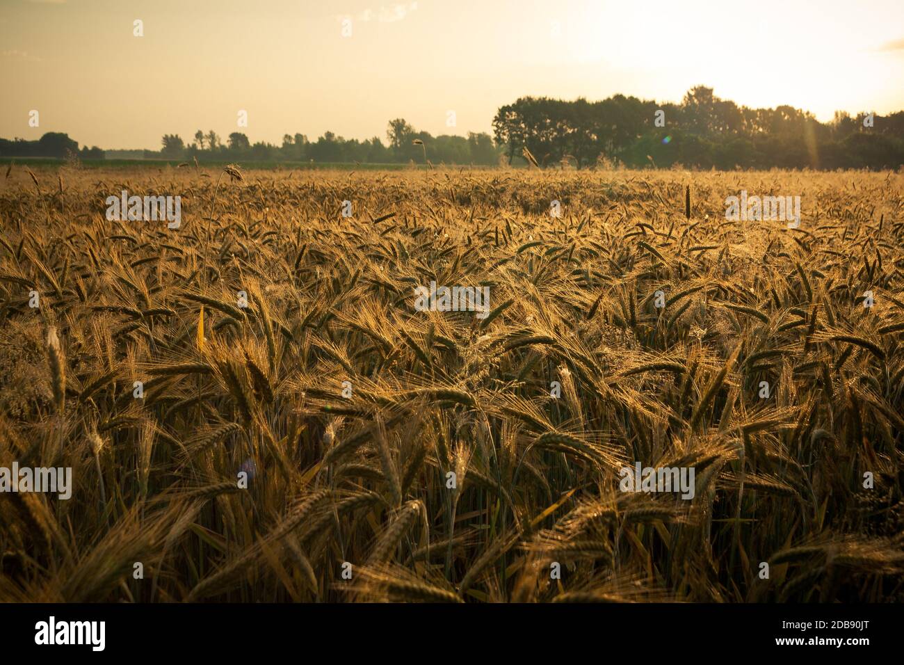 Wheat field in the early morning. Golden ears of wheat sunlit. Wheat ...