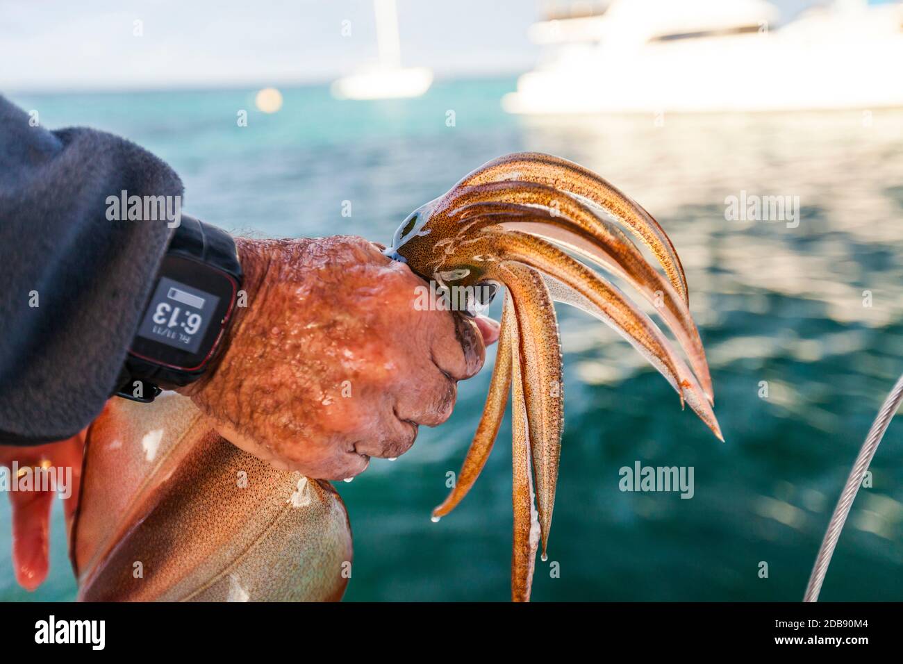 Squid catch, Rottnest Island, Australia Stock Photo - Alamy