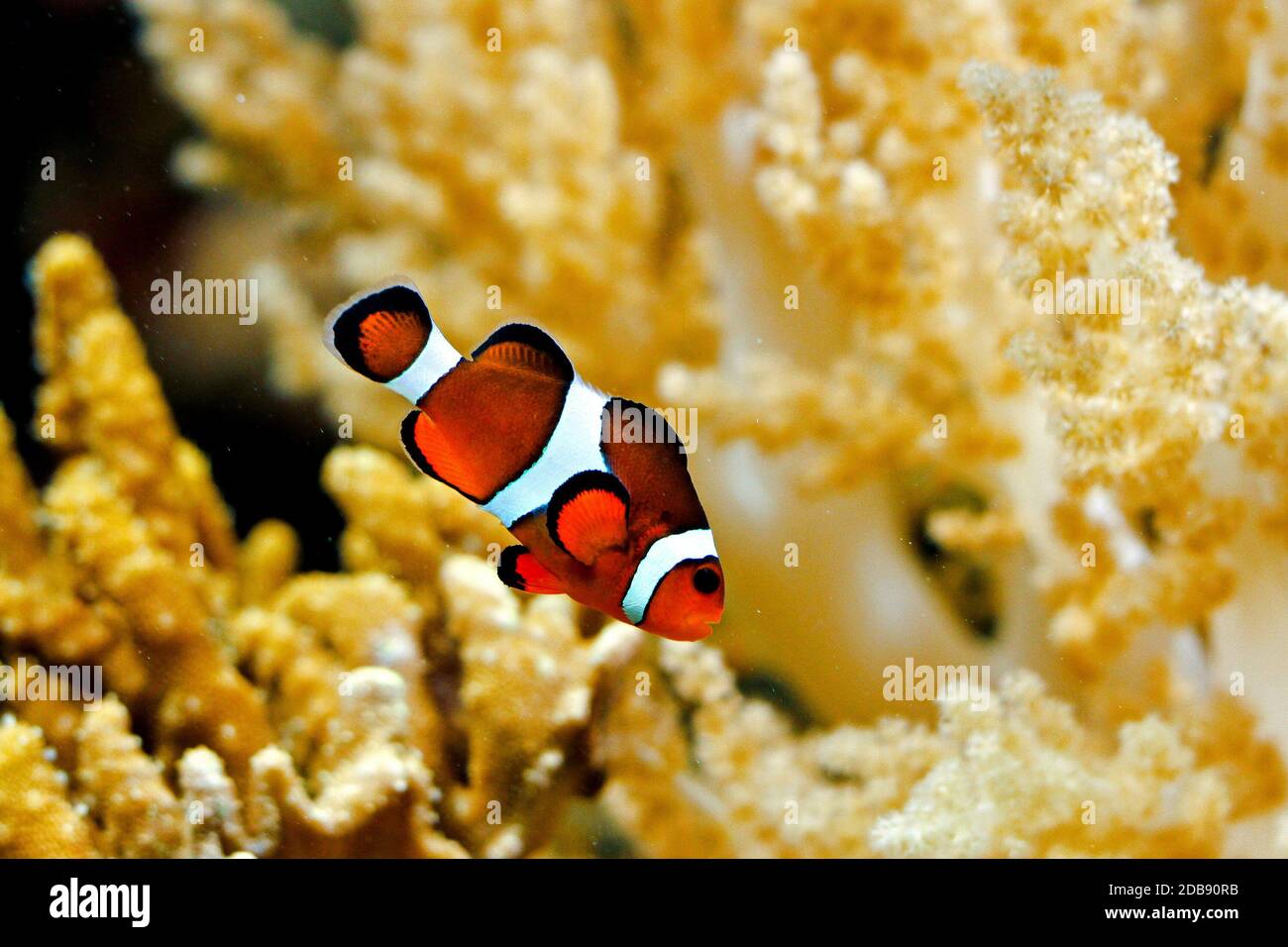 Orange Percula clown fish in tropical aquarium Stock Photo - Alamy