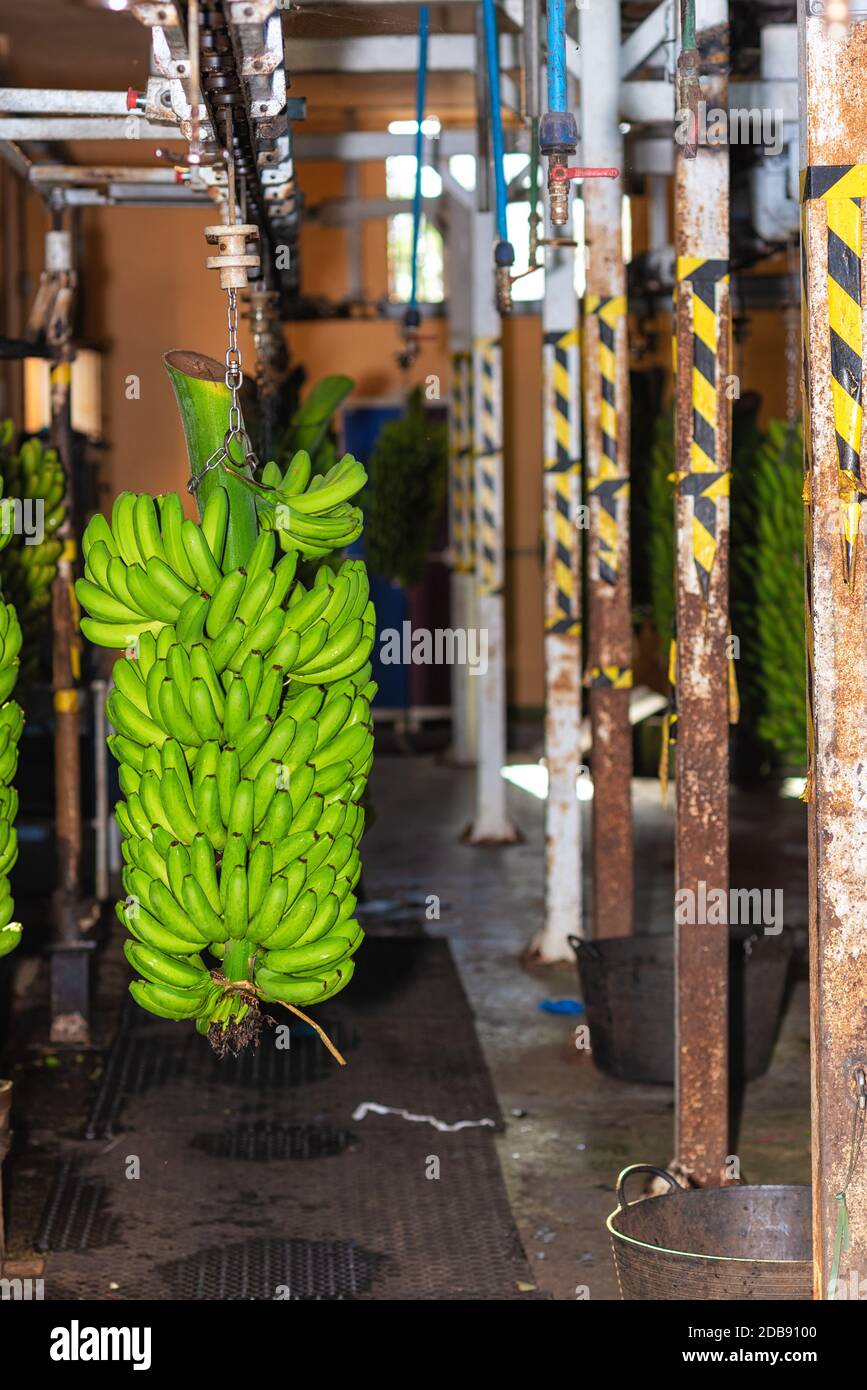 Bunches of banana hanging in Banana packaging plant. Food industry ...