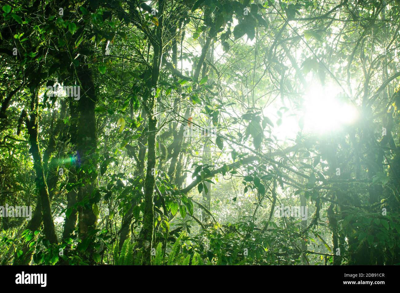 Mossy forest, cameron highlands Malaysia Stock Photo - Alamy
