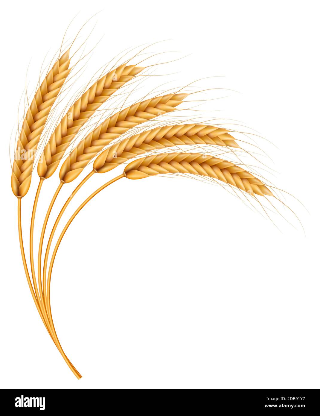 Bunch of wheat ears, dried whole grains realistic illustration frame ...