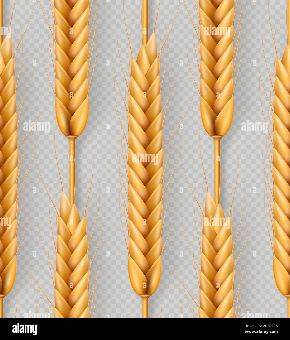 Bunch of wheat ears, dried whole grains seamless realistic illustration ...