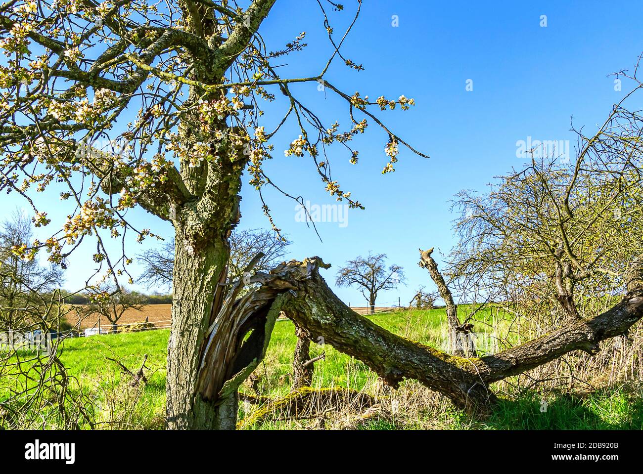 Rural Hessian landscape with half broken old apple tree blooming in ...