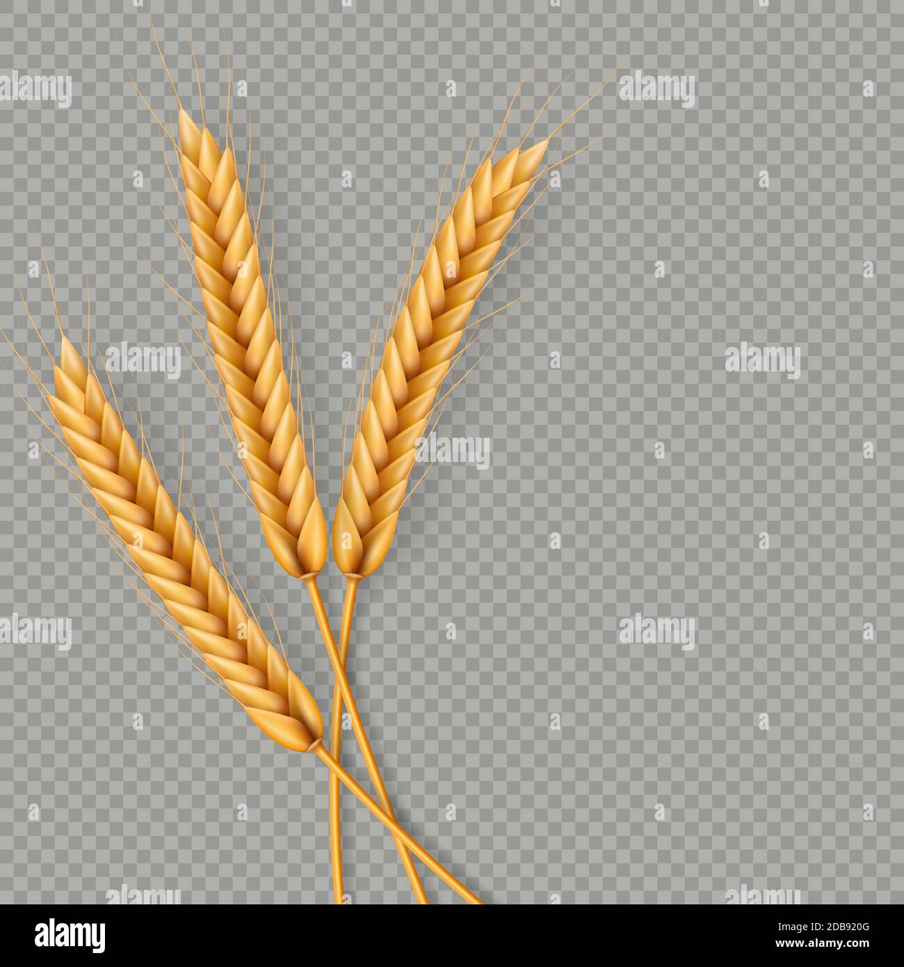 Bunch of wheat ears, dried whole grains realistic illustration frame ...