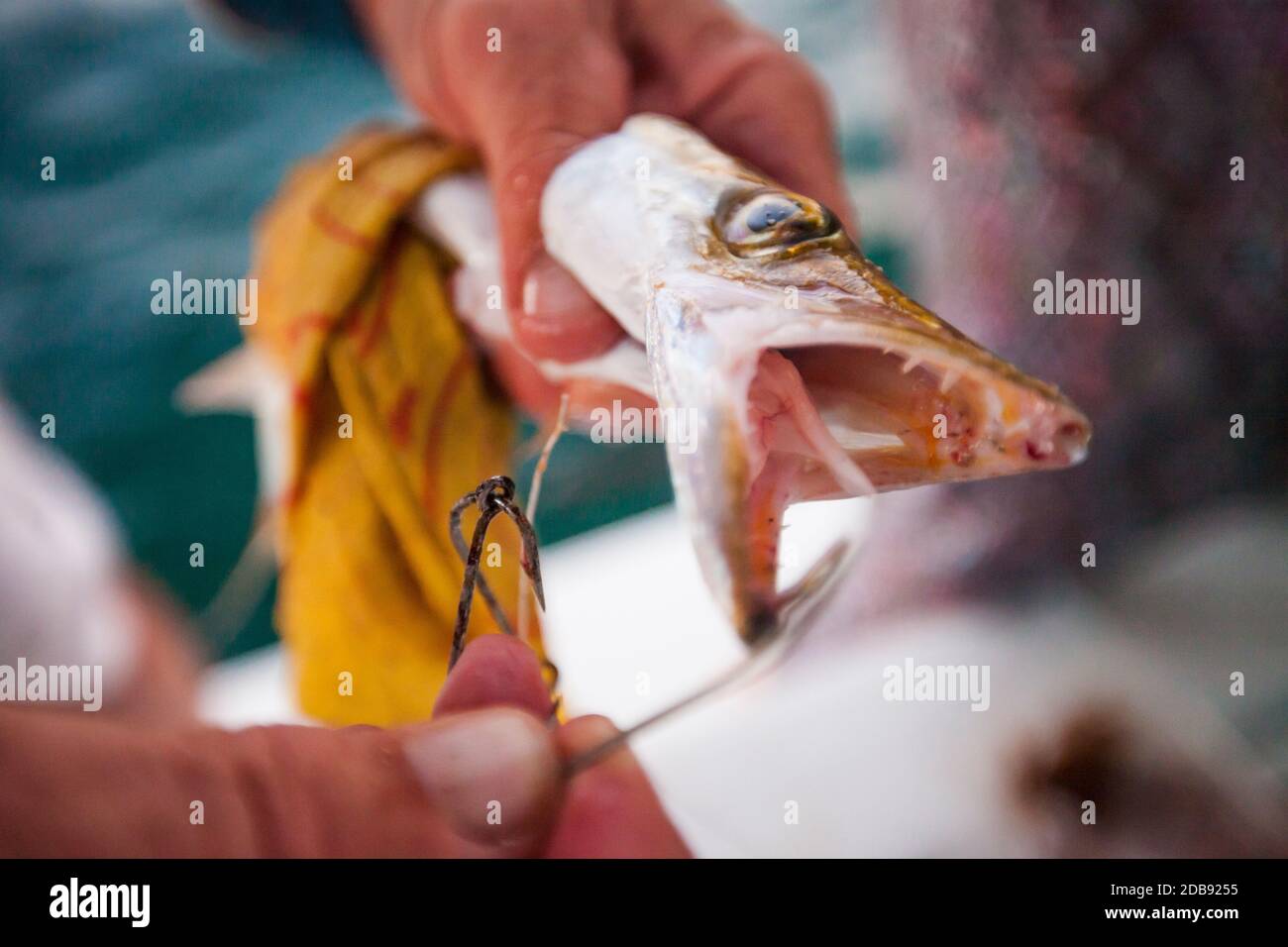 Shallow reef fishing, Rottnest Island, Australia Stock Photo - Alamy