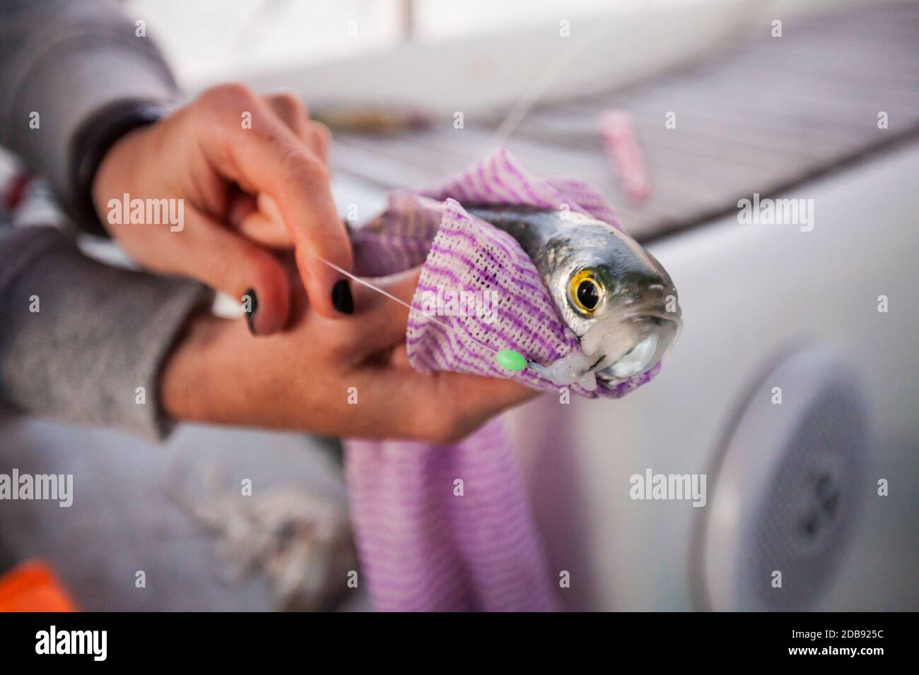 Shallow reef fishing, Rottnest Island, Australia Stock Photo - Alamy