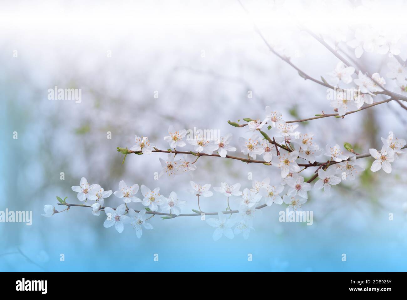 Spring Love Wallpaper