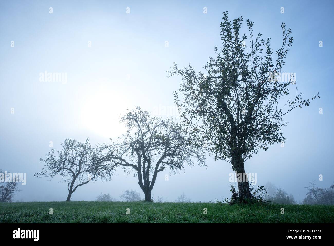 Apple trees in moonlight hi-res stock photography and images - Alamy