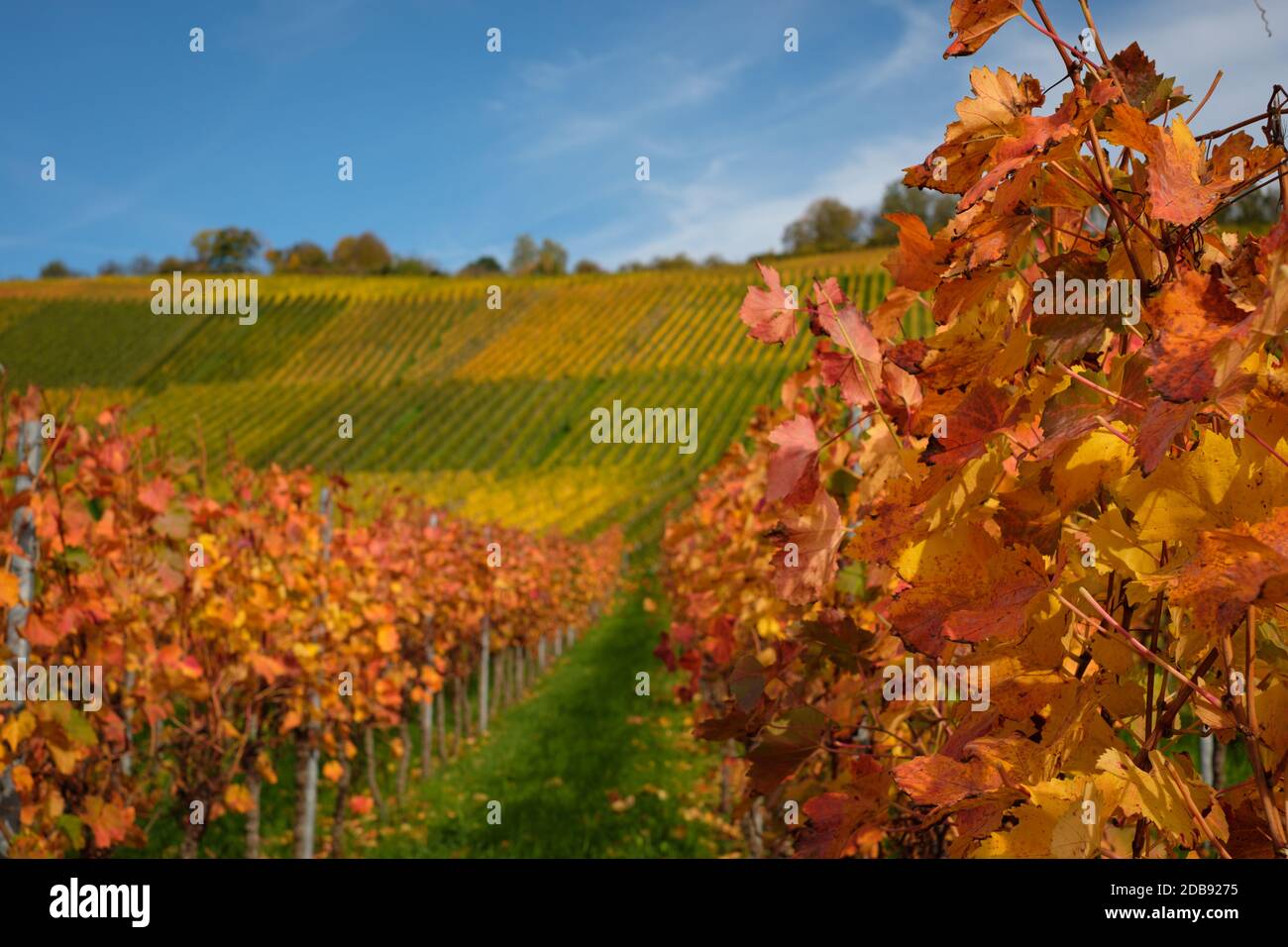 Vine foliage in autumn colouring in vineyard landscape Stock Photo - Alamy