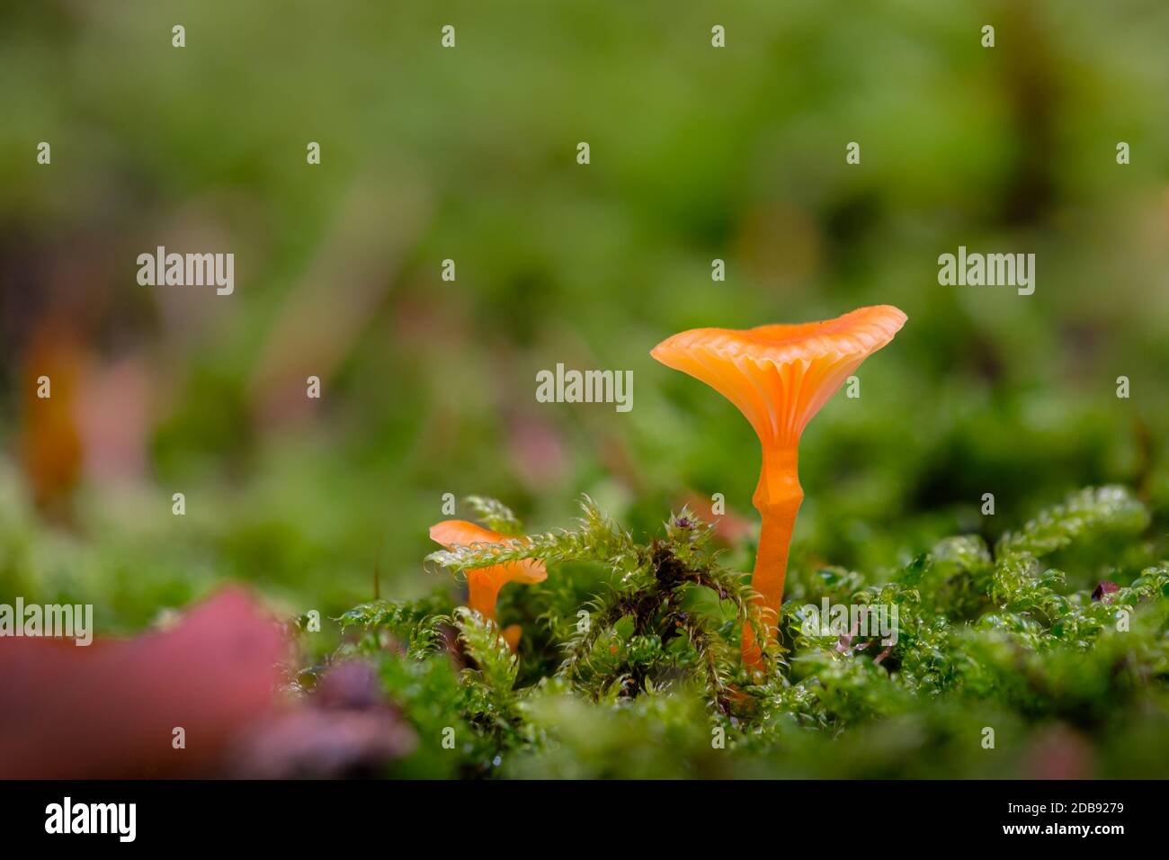 Wax Caps High Resolution Stock Photography and Images - Alamy