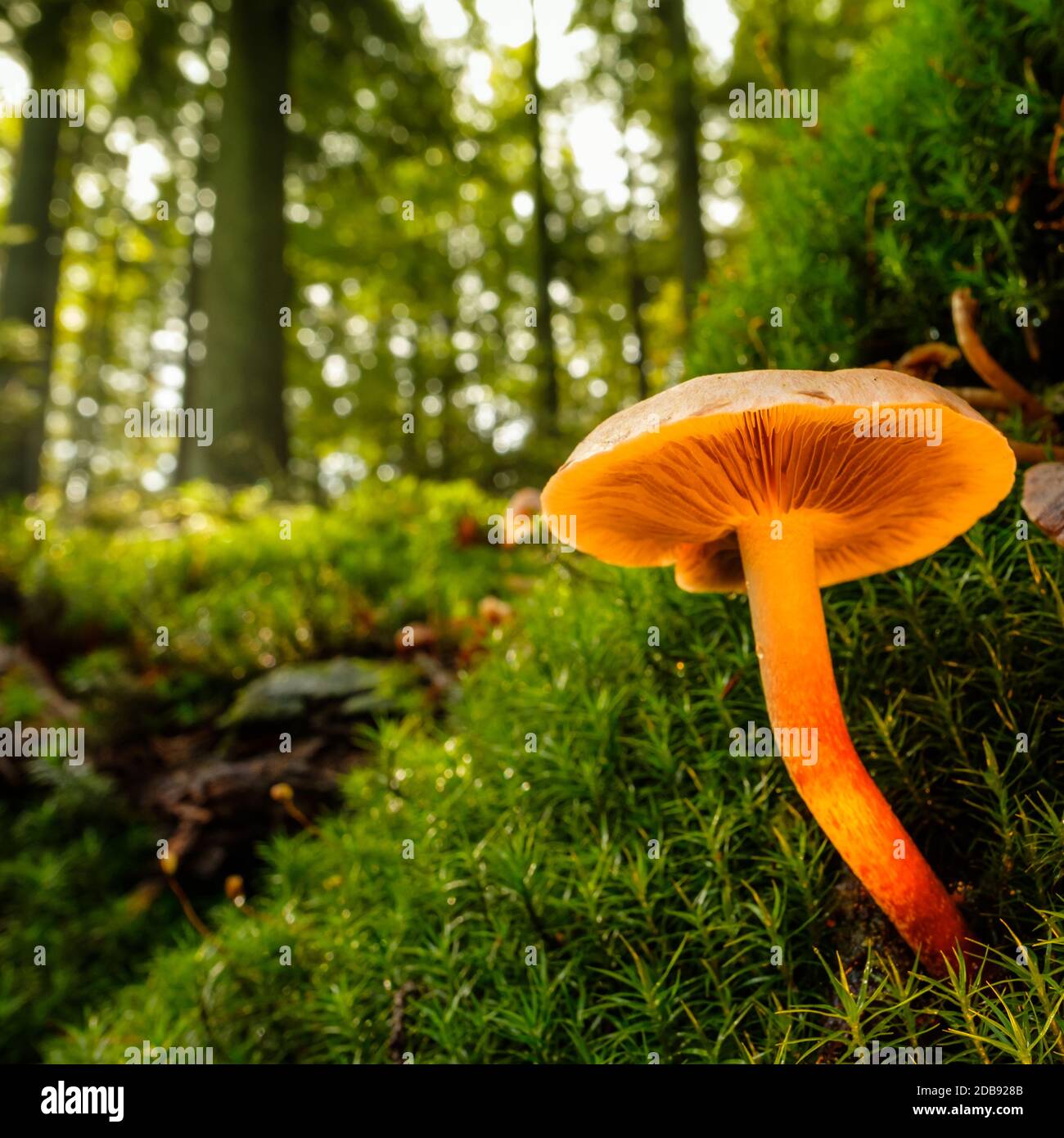 Pilz auf moos hi-res stock photography and images - Alamy