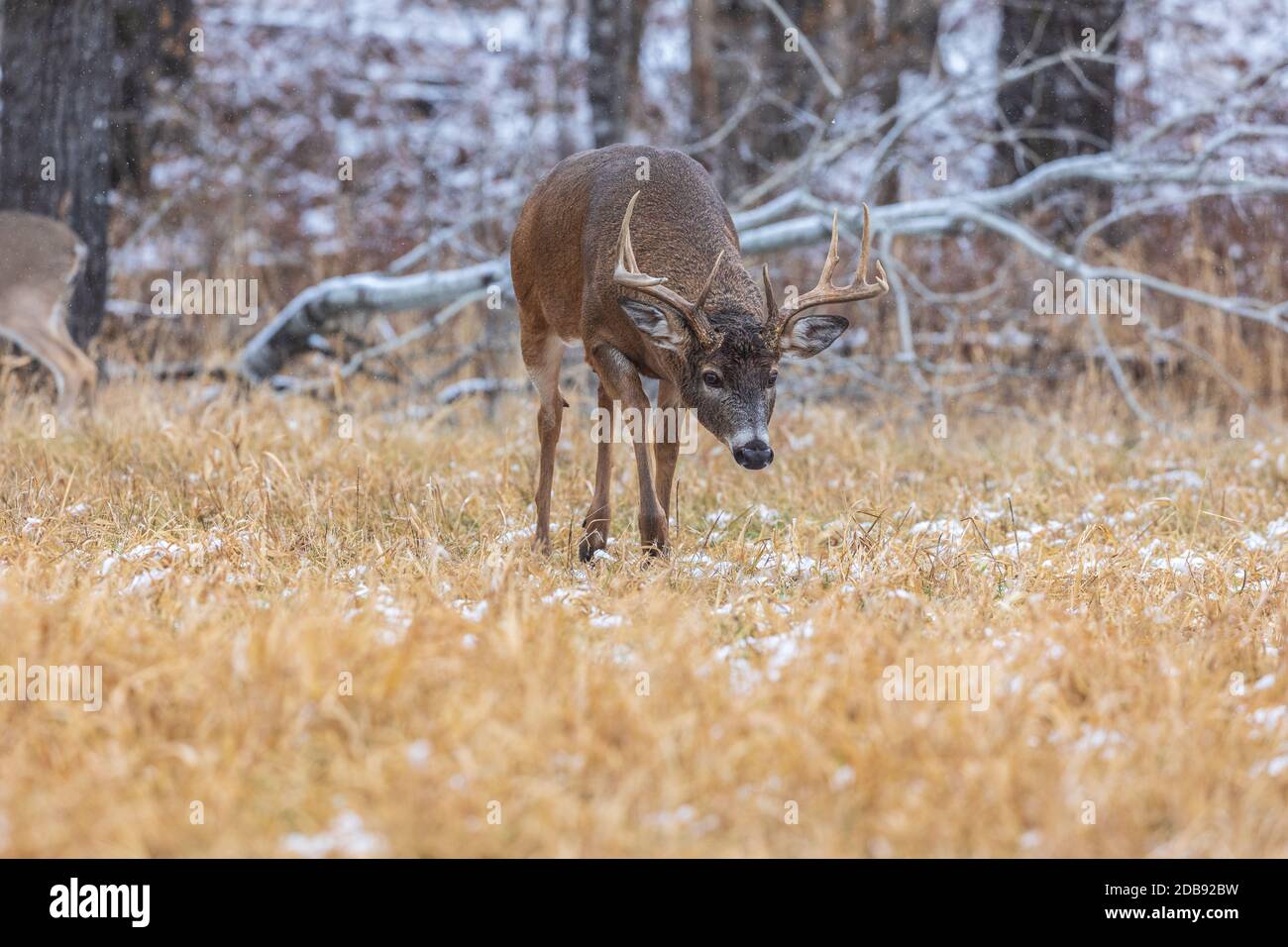 White-tailed buck during the rut in northern Wisconsin Stock Photo - Alamy