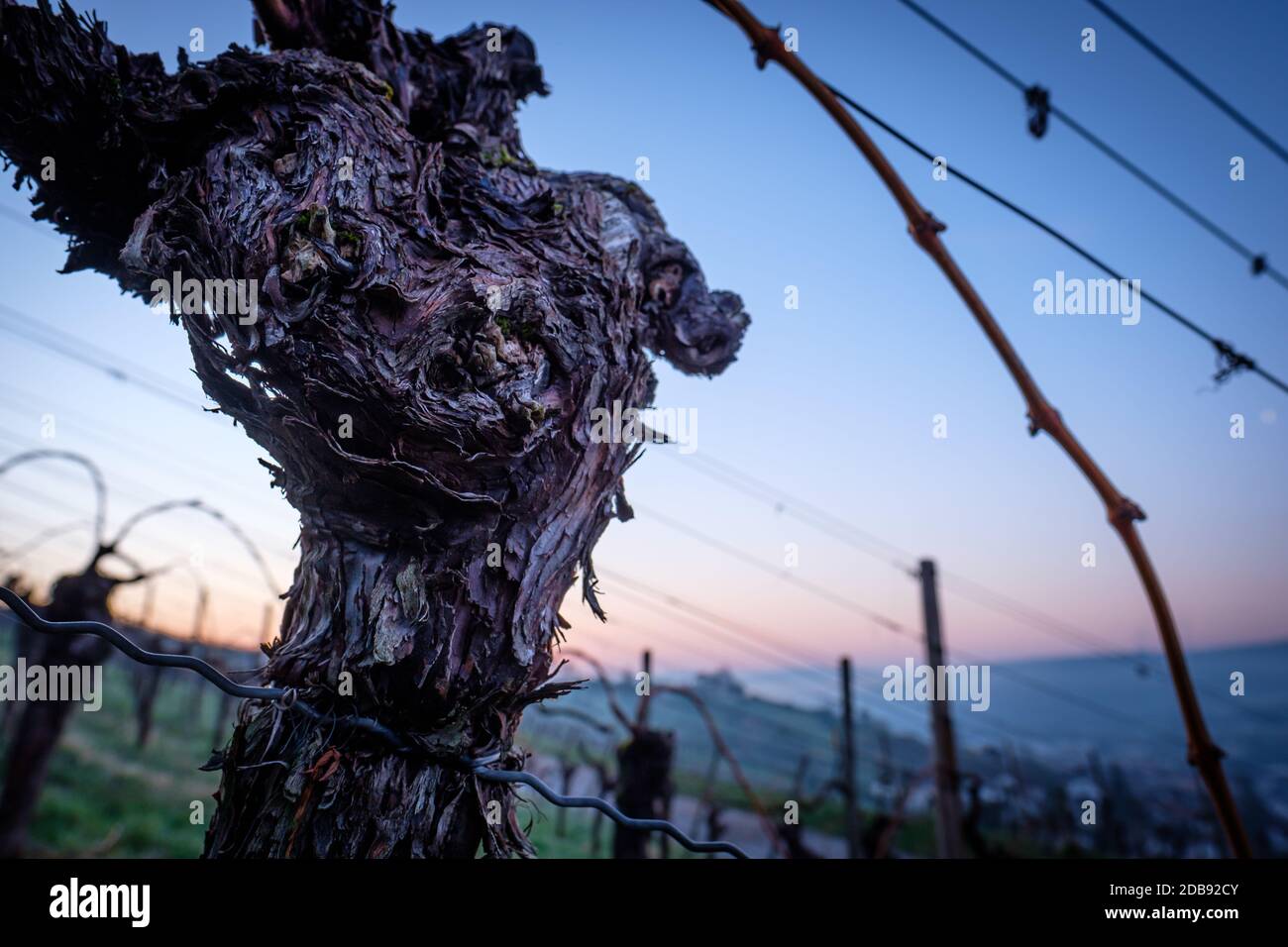 Grape vine bark close up hi-res stock photography and images - Alamy