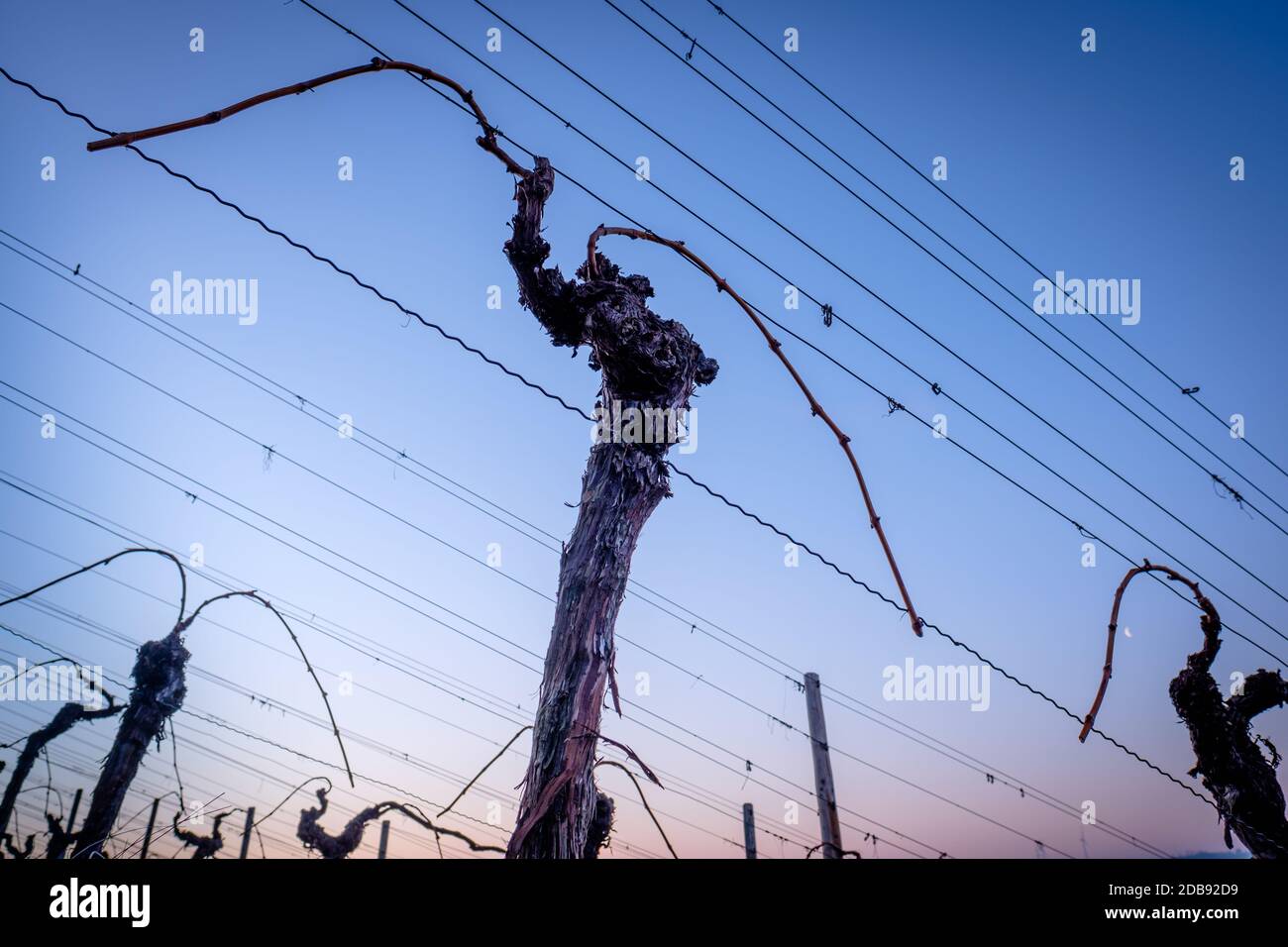 Gnarled vine hi-res stock photography and images - Alamy