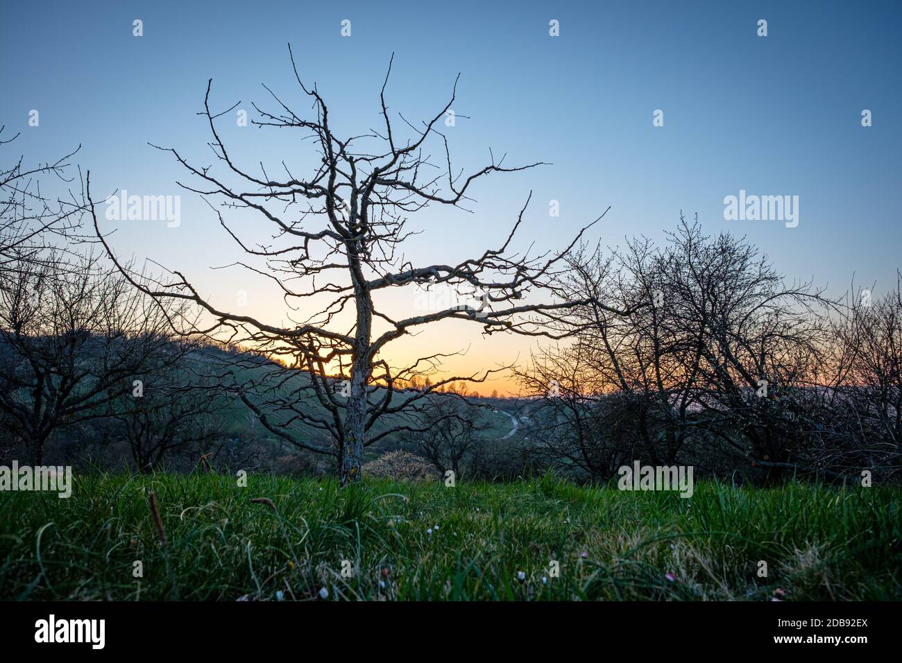 Fruit trees in blue hour of the morning light landscape Stock Photo - Alamy