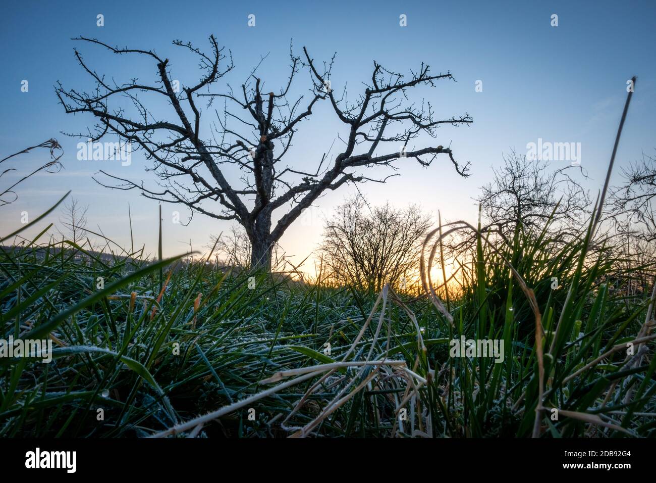 Meadow grass morning dew tree back lit sunrise Stock Photo - Alamy