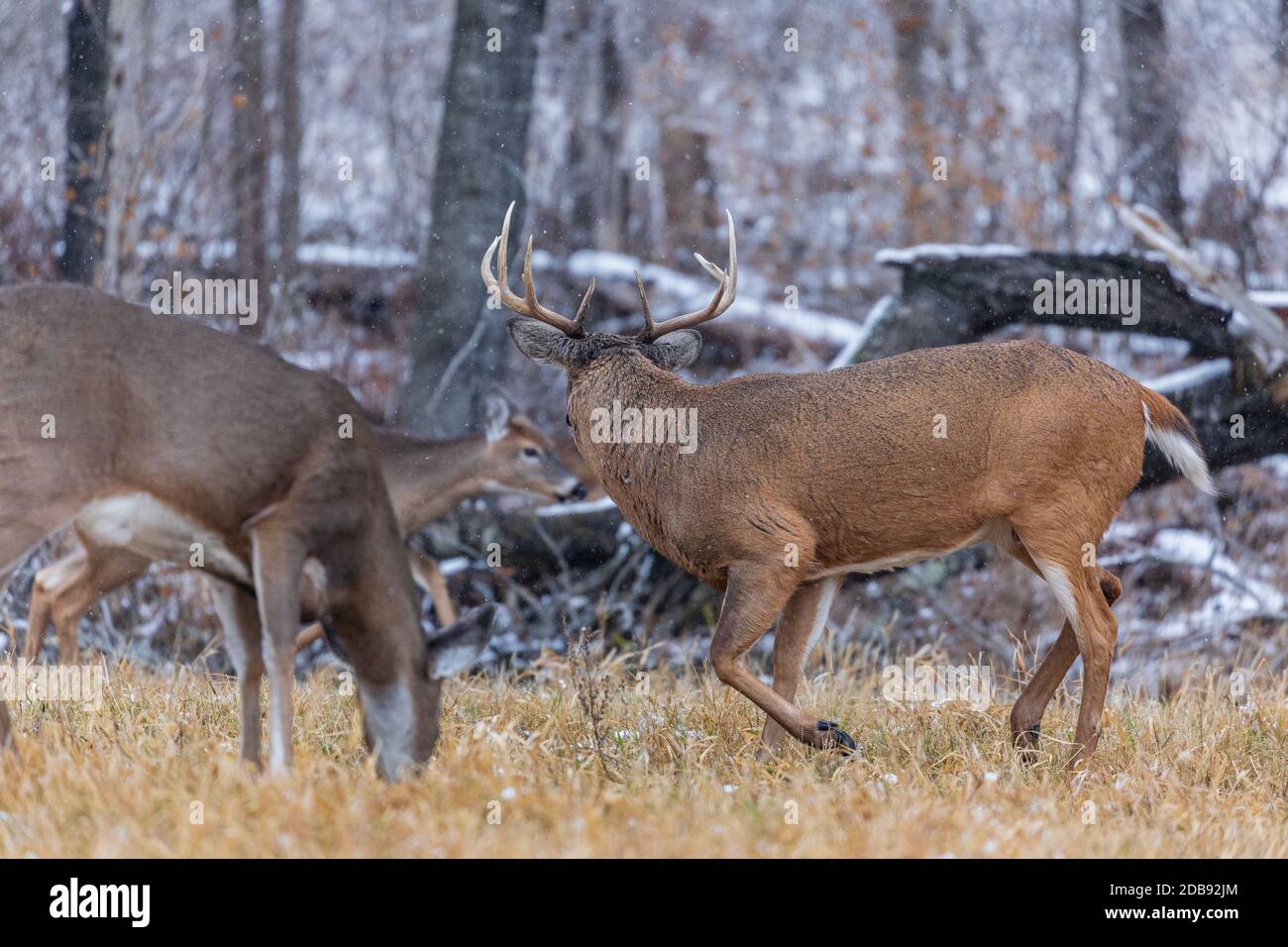 White-tailed buck during the rut in northern Wisconsin Stock Photo - Alamy
