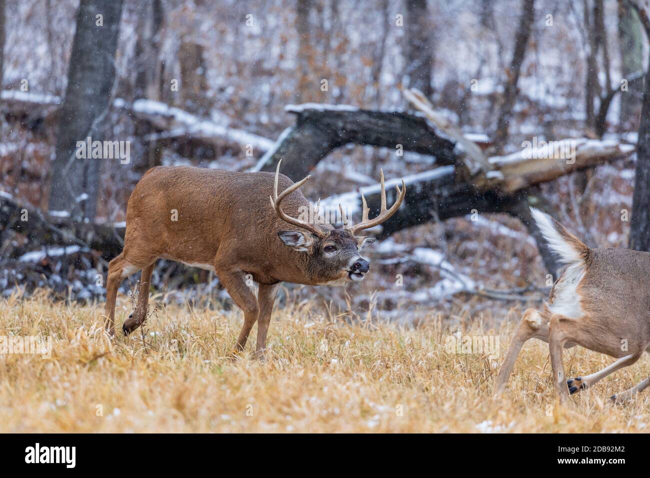 White-tailed buck during the rut in northern Wisconsin Stock Photo - Alamy