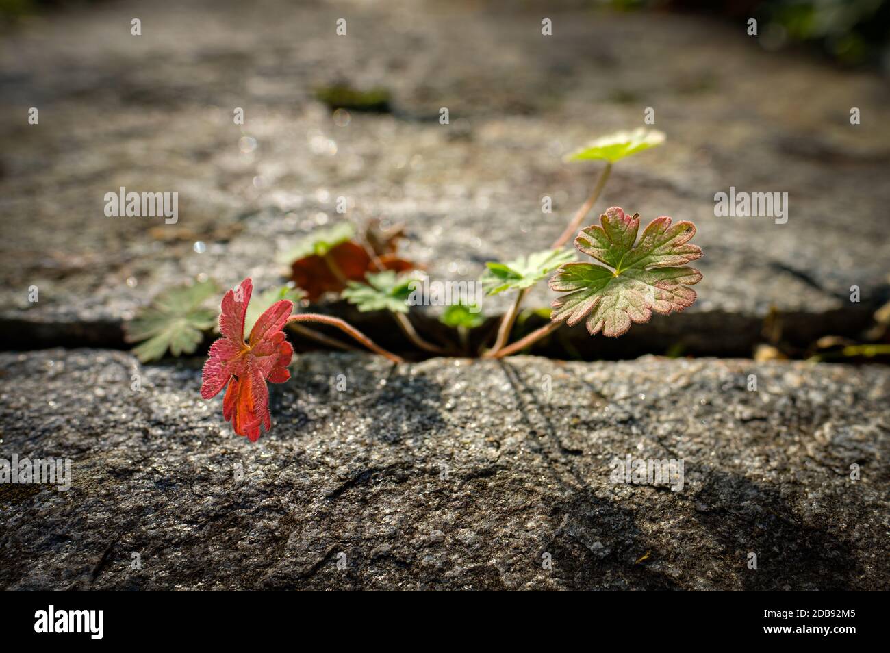 Plant is growing between two rocks close-up Stock Photo - Alamy