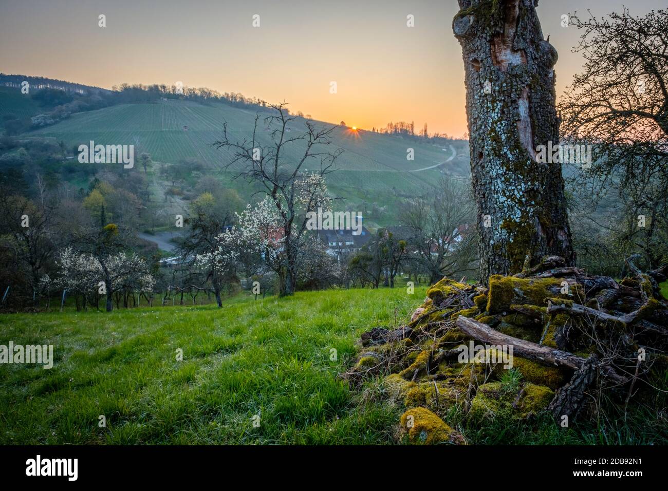 Dead vineyard hi-res stock photography and images - Alamy