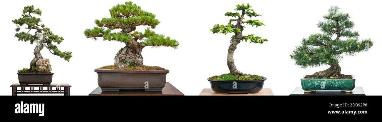 Bonsai conifer trees white isolated panorama Stock Photo - Alamy