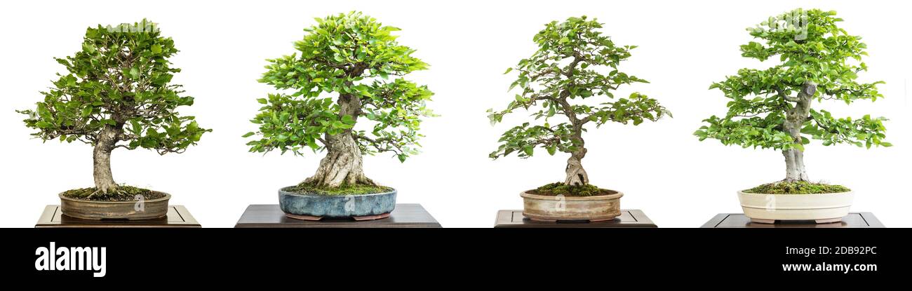 Beech and hornbeam bonsai tree white isolated panorama Stock Photo - Alamy