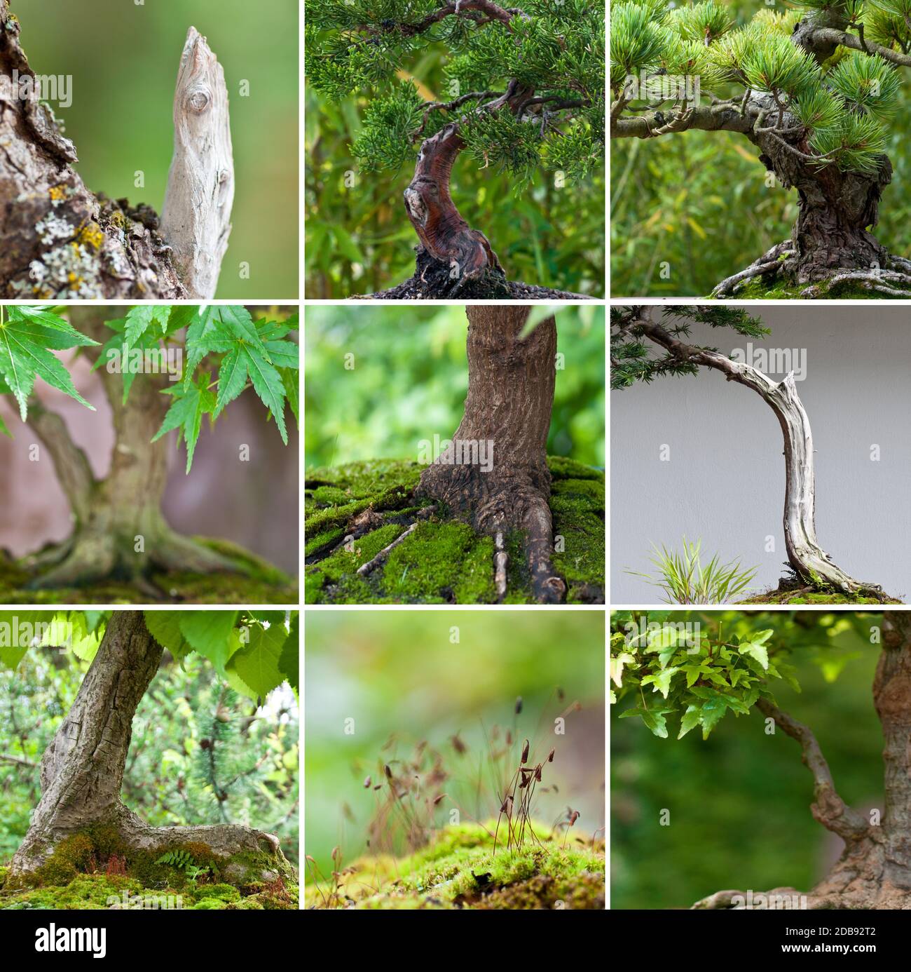 Collection of bonsai tree close-up trunk branch Stock Photo - Alamy