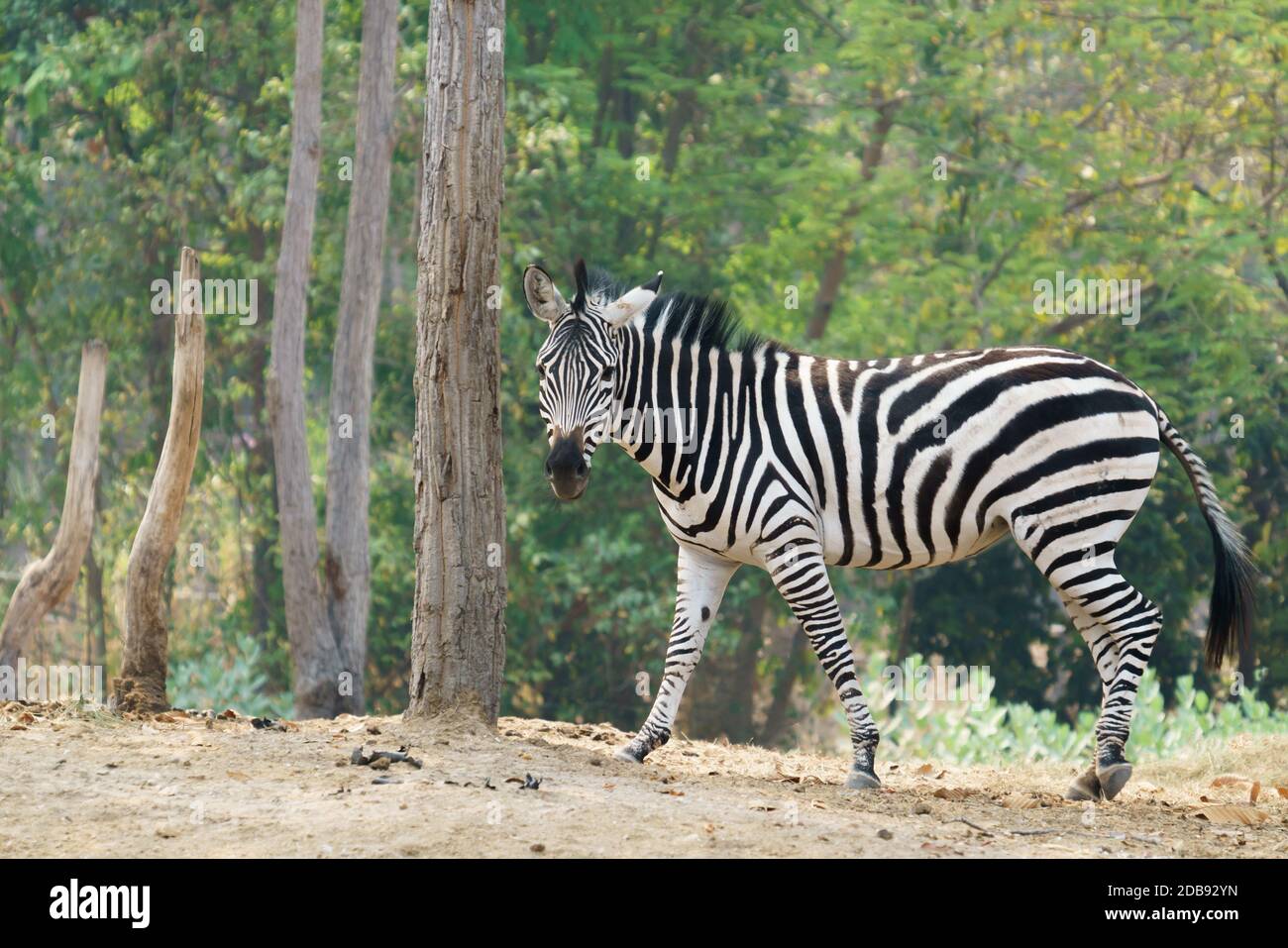 zebra standing alone in zoo Stock Photo - Alamy