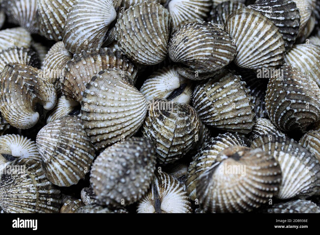 Blood clams hi-res stock photography and images - Alamy