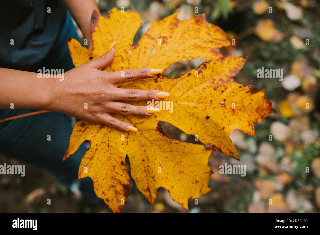 Finger maple hi-res stock photography and images - Alamy